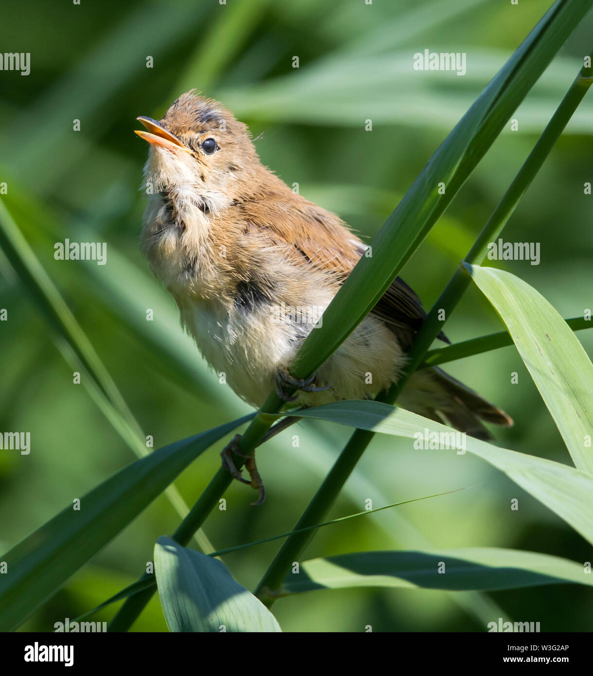 Juvenile Reed Warbler fledgling Stock Photo - Alamy