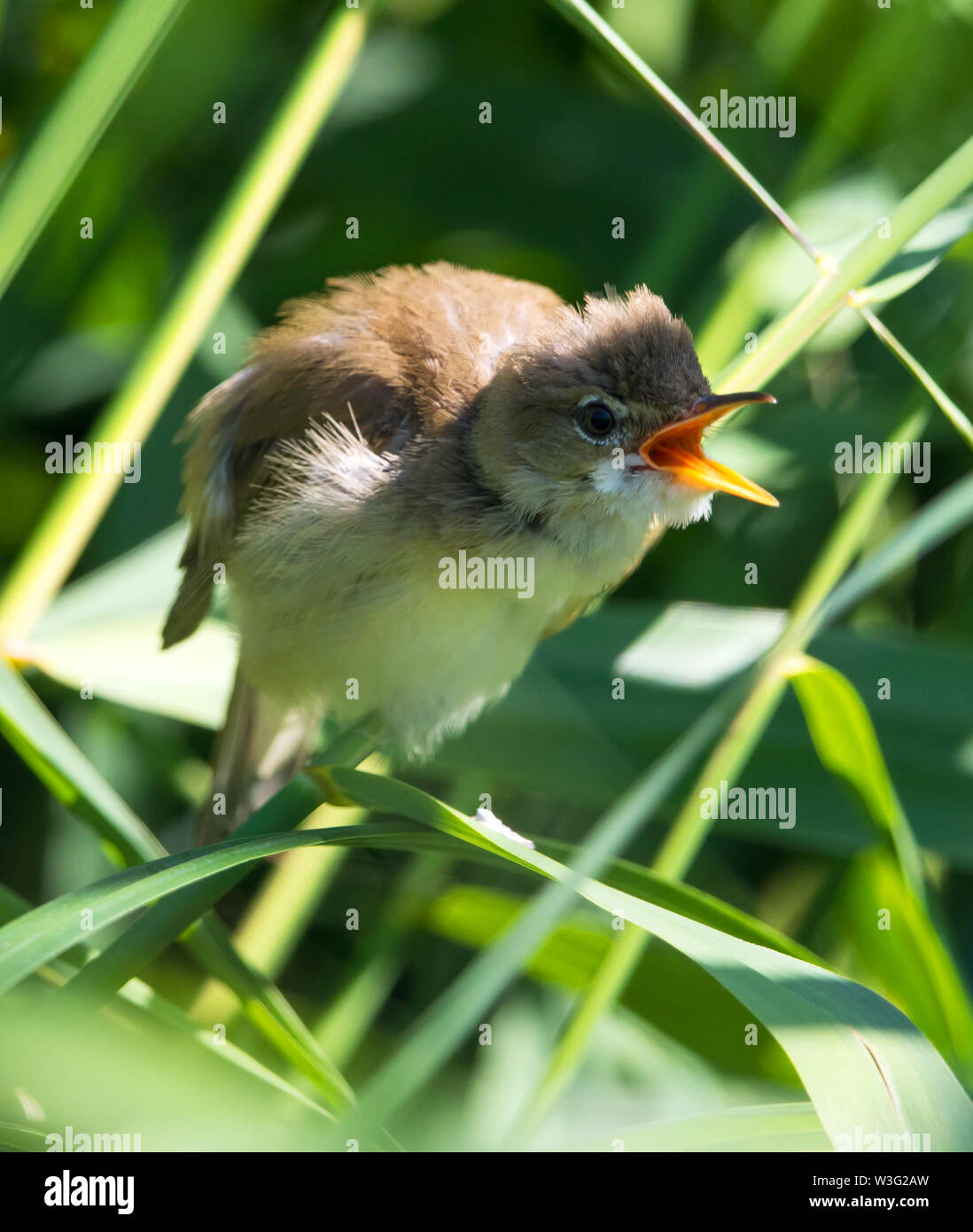 Juvenile Reed Warbler fledgling Stock Photo - Alamy