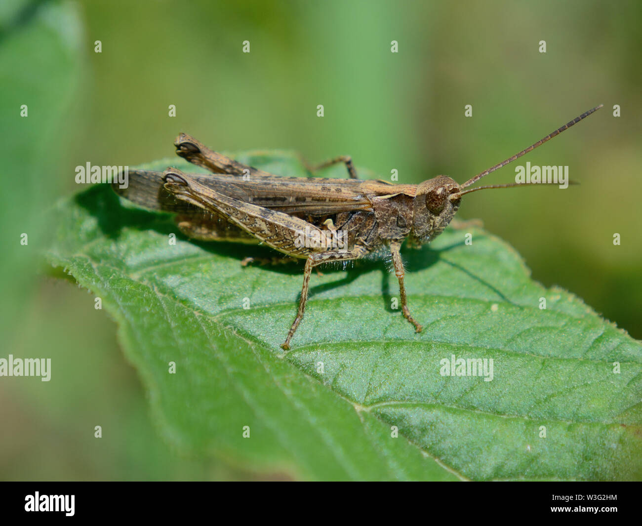 Band winged grasshopper hi-res stock photography and images - Alamy