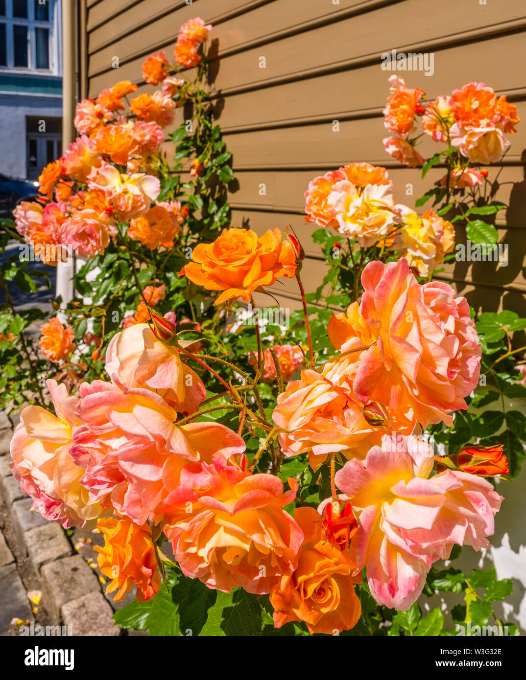 Nordnes part of bergen hi-res stock photography and images - Alamy