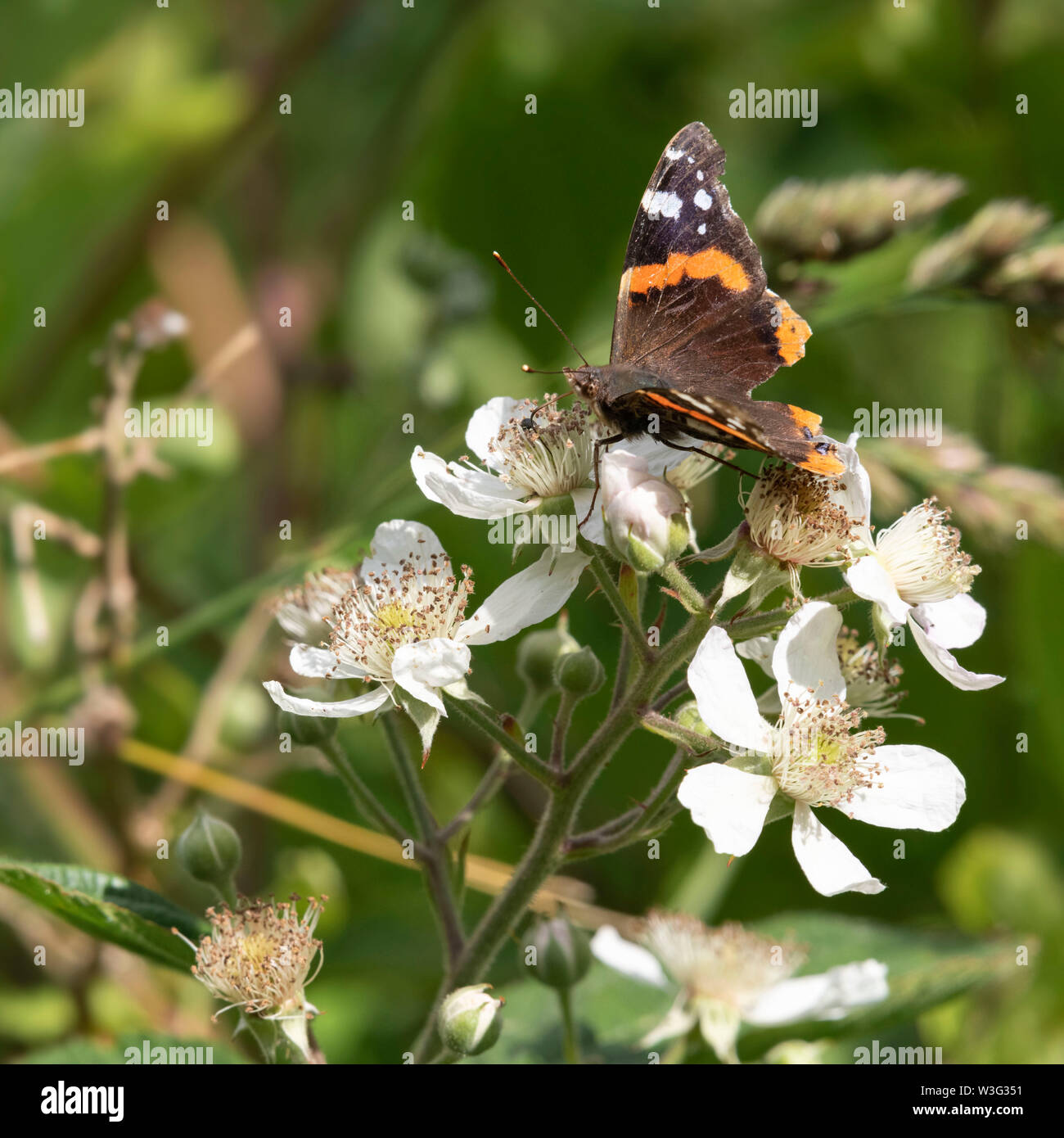 Bramble bush hi-res stock photography and images - Alamy