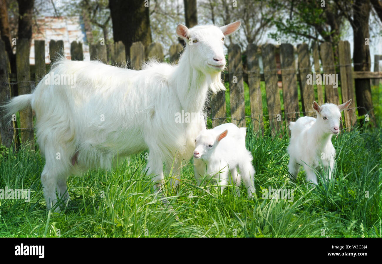 Three white goats standing among green grass on a warm spring day ...