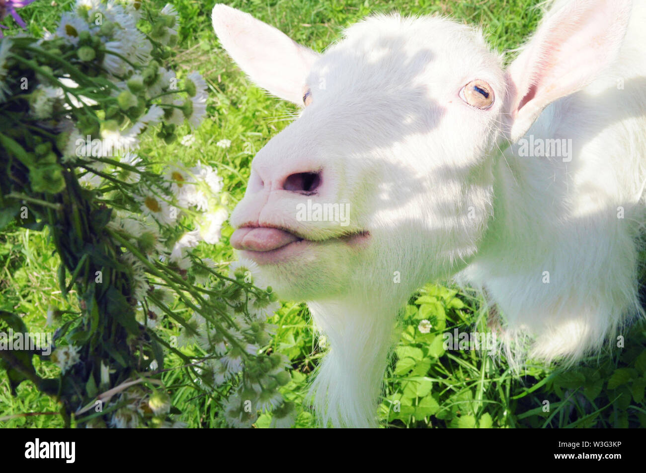 Smiling animals hi-res stock photography and images - Alamy