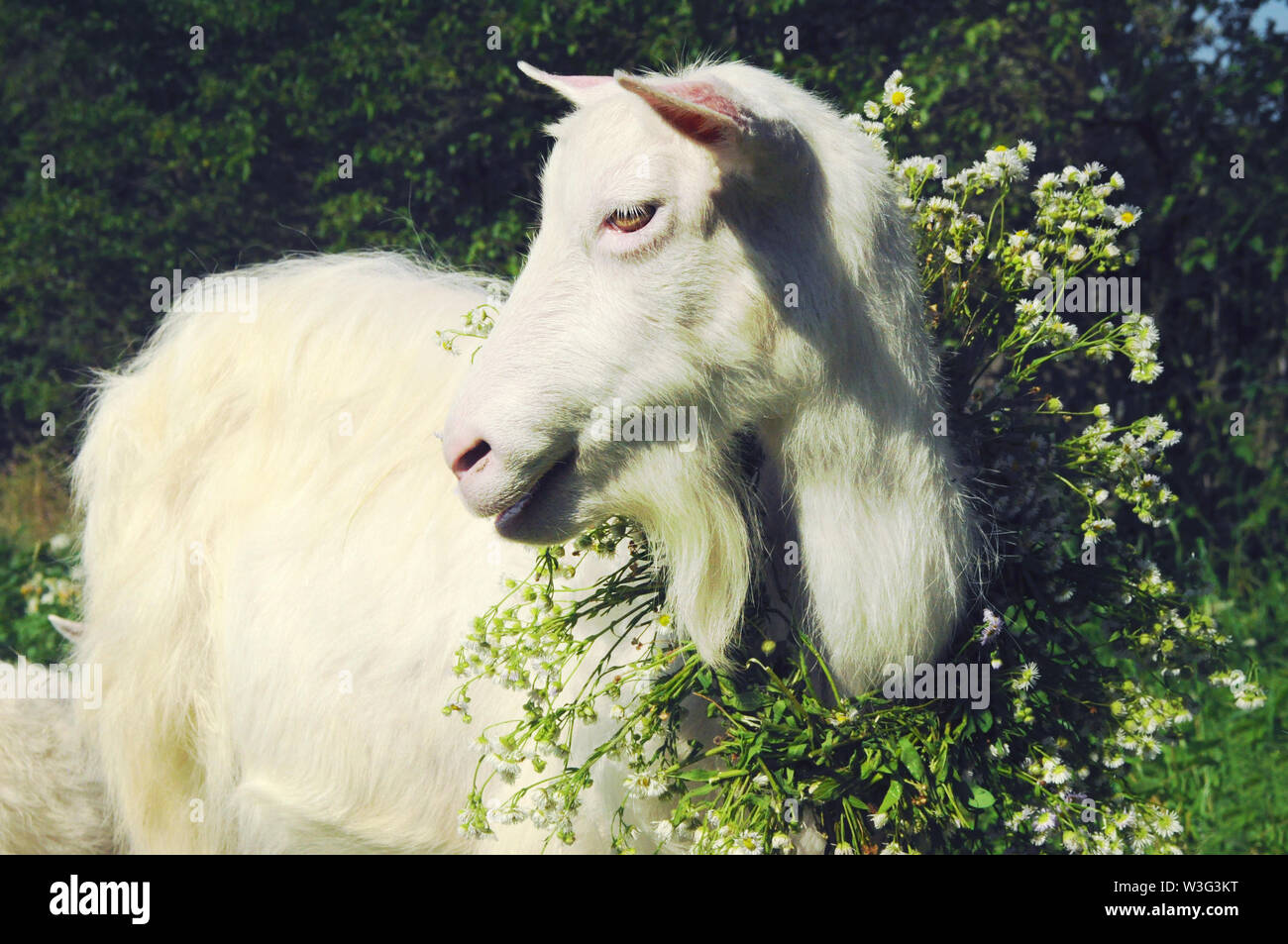 Winking goat hi-res stock photography and images - Alamy