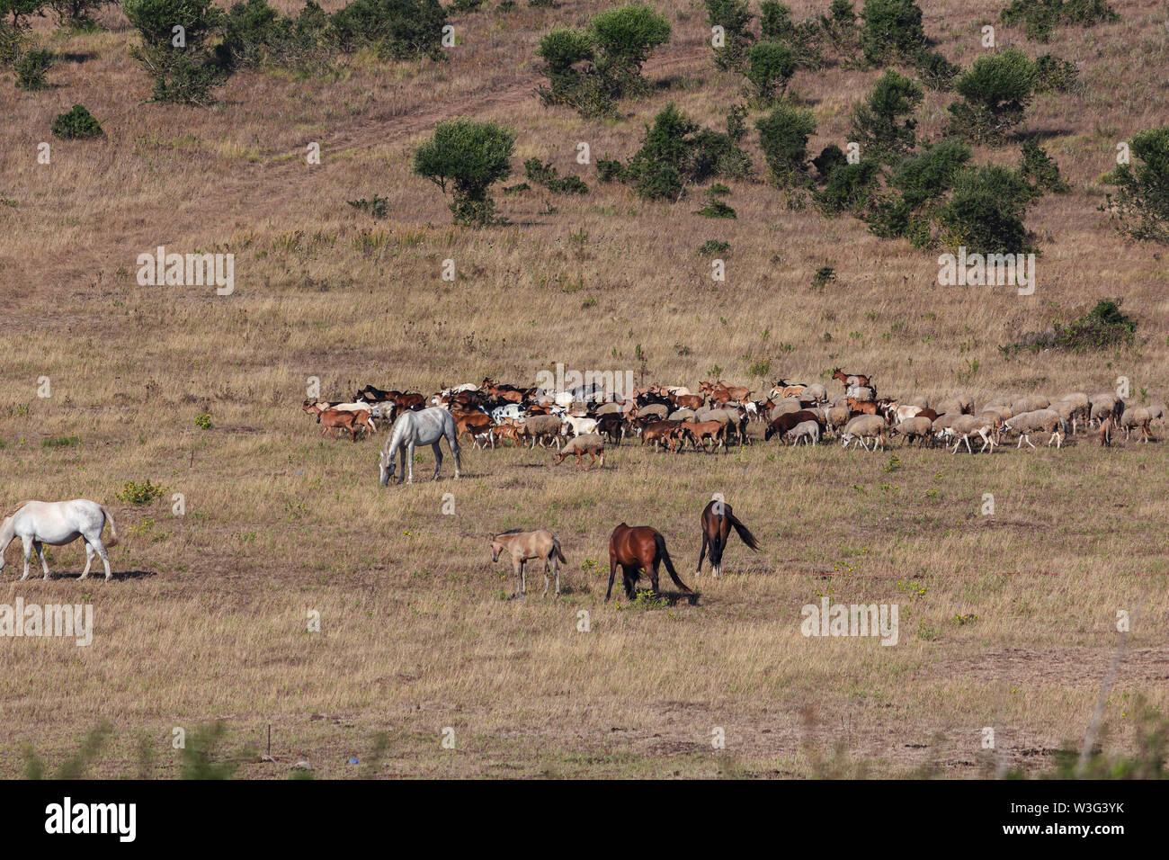 Led by sheep hi-res stock photography and images - Alamy