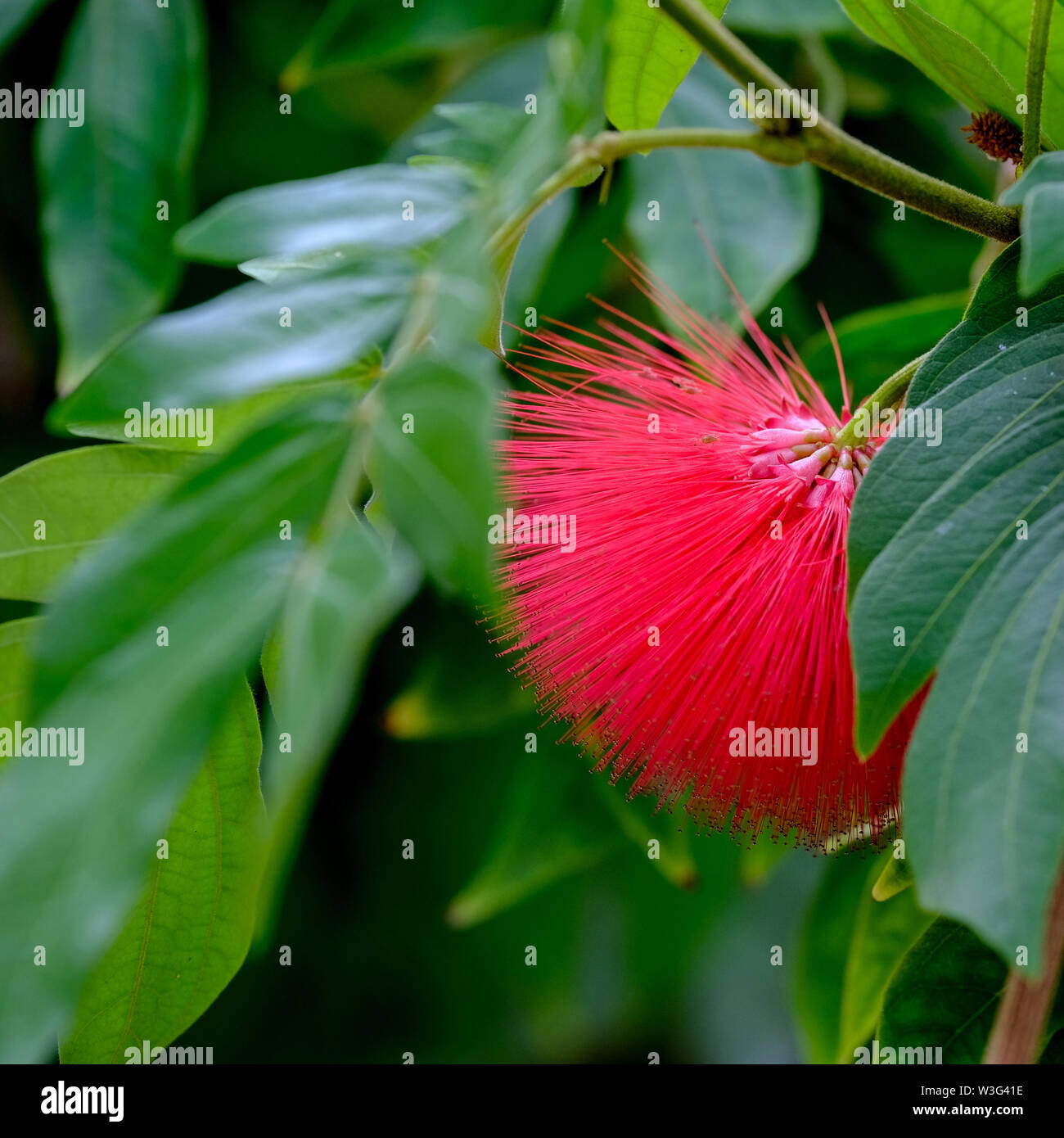 Powder-Puff plant (Calliandra haematocephala) inside the Palm House ...