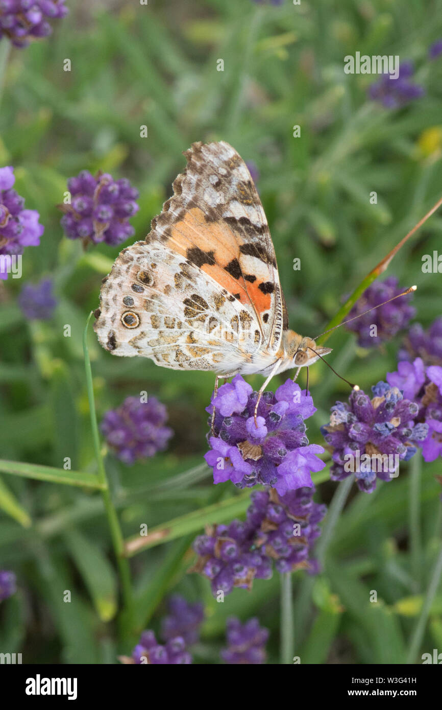 Painted Lady butterfly, Vanessa cardui, on lavender, newly arrived ...