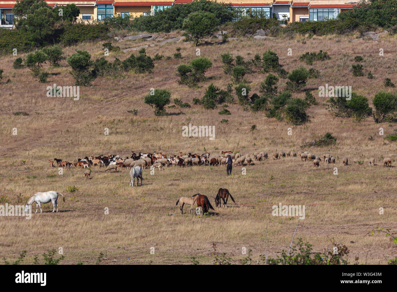 Led by sheep hi-res stock photography and images - Alamy