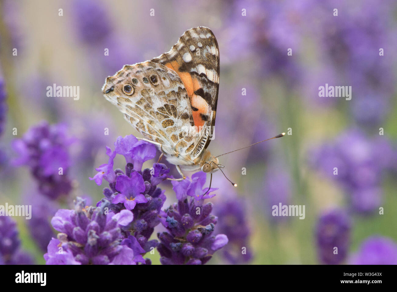 Painted Lady butterfly, Vanessa cardui, on lavender, newly arrived ...