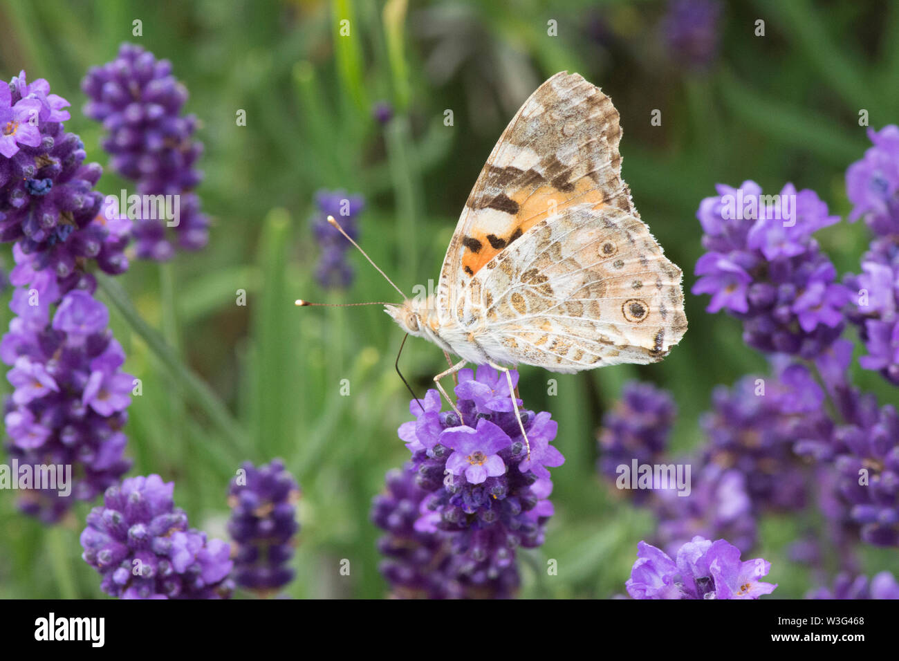 Butterfly closed wings hi-res stock photography and images - Alamy