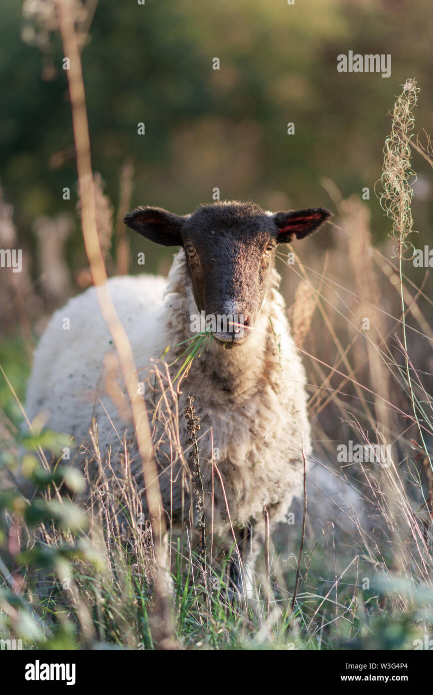 Single Sheep in a field looking directly at the camera behind some tall ...