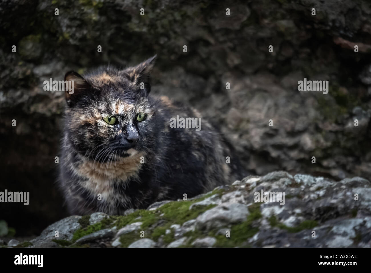 Hiding among rocks hi-res stock photography and images - Alamy