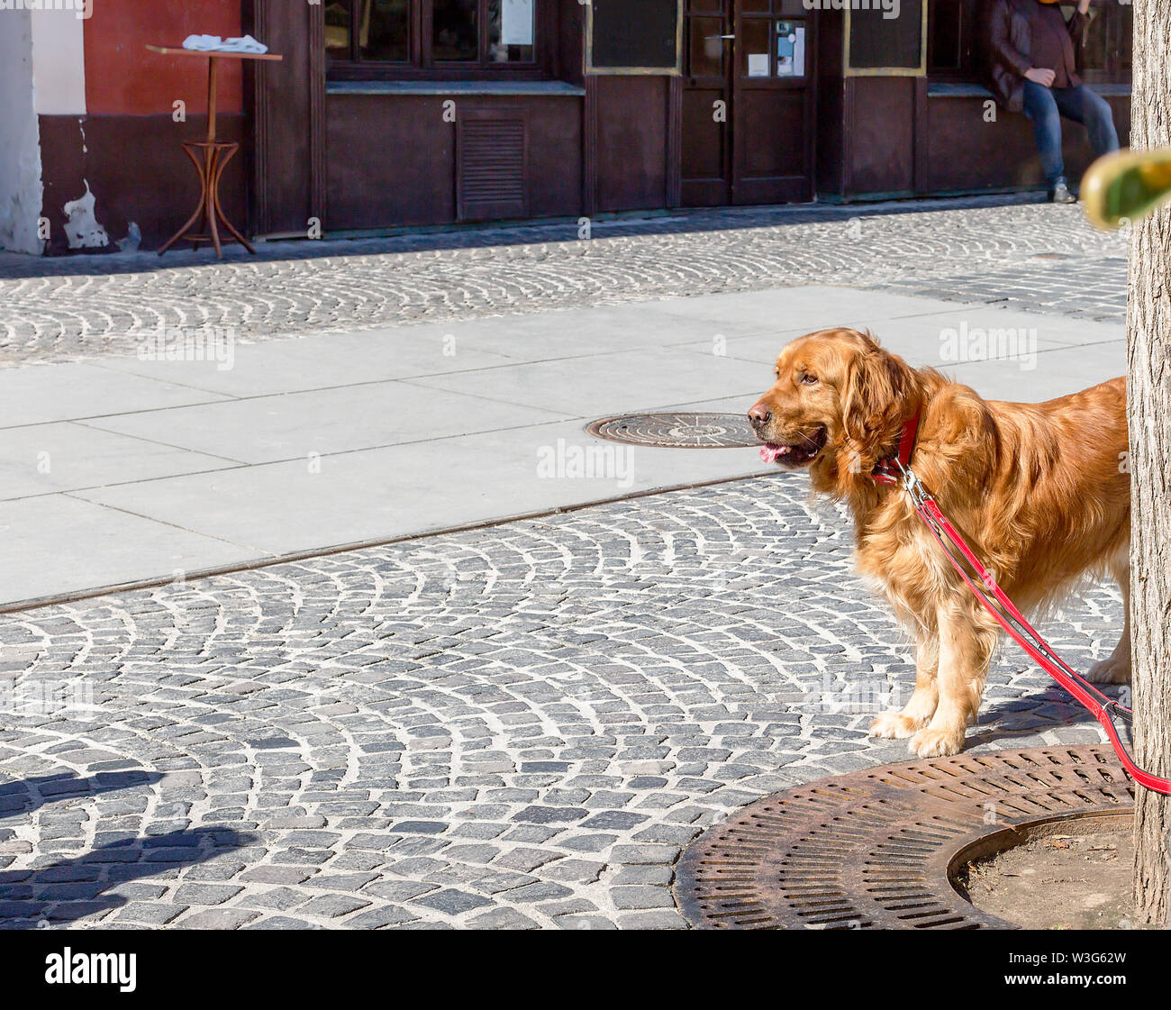 Golden Retriever dog looking and waiting for its owner. Golden ...