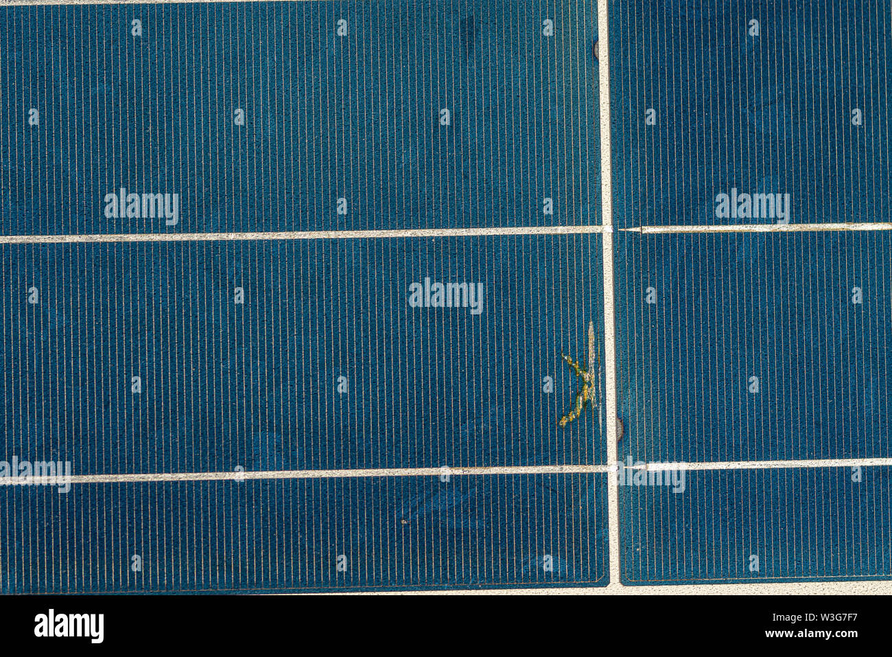 Electric Snail High Resolution Stock Photography and Images - Alamy