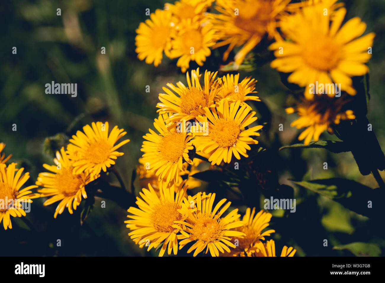 Doronicum orientale leopards bane hi-res stock photography and images ...