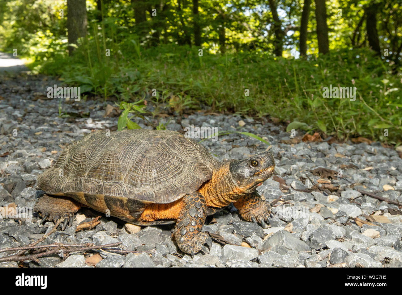 Male wood turtle crossing a forest road - Glyptemys insculpta Stock ...