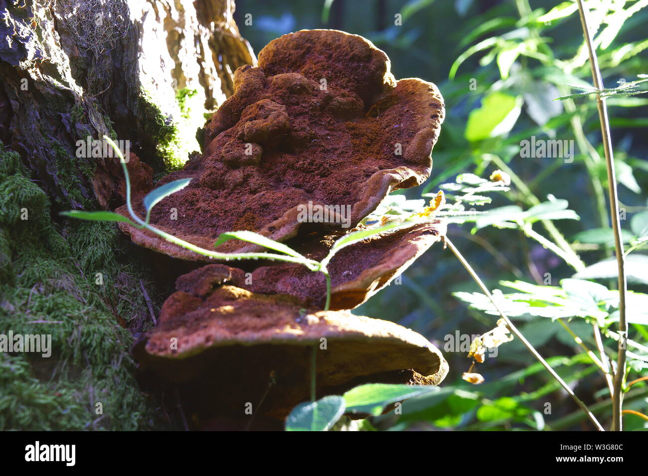 Tree Trunk Fungus Moss Bark Leaves High Resolution Stock Photography ...