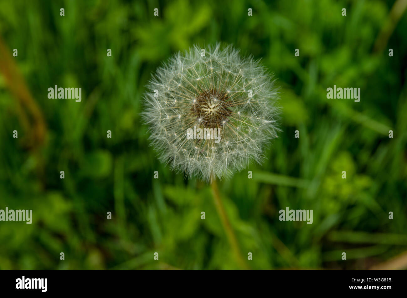 Late spring dandelion flower that turned into a round cluster of seeds ...