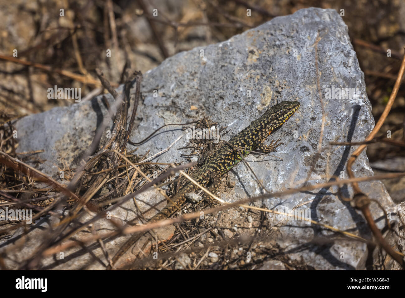 Macedonian fauna hi-res stock photography and images - Alamy