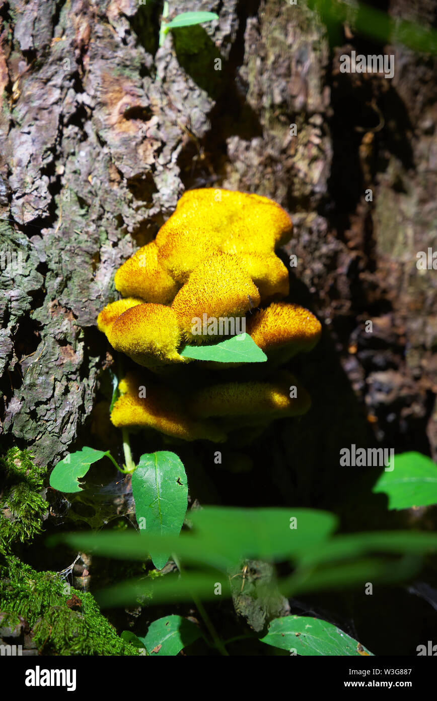 Yellow Fungus On Wood Close High Resolution Stock Photography and ...