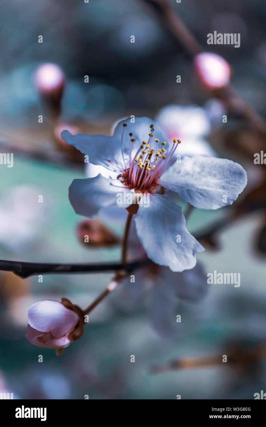 Fully edited hi-res stock photography and images - Alamy