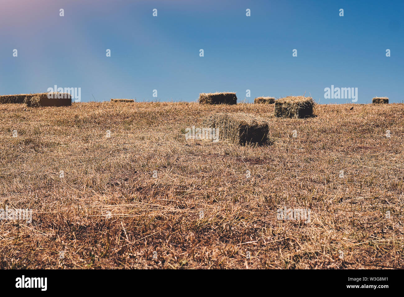 Square bale harvest hi-res stock photography and images - Alamy