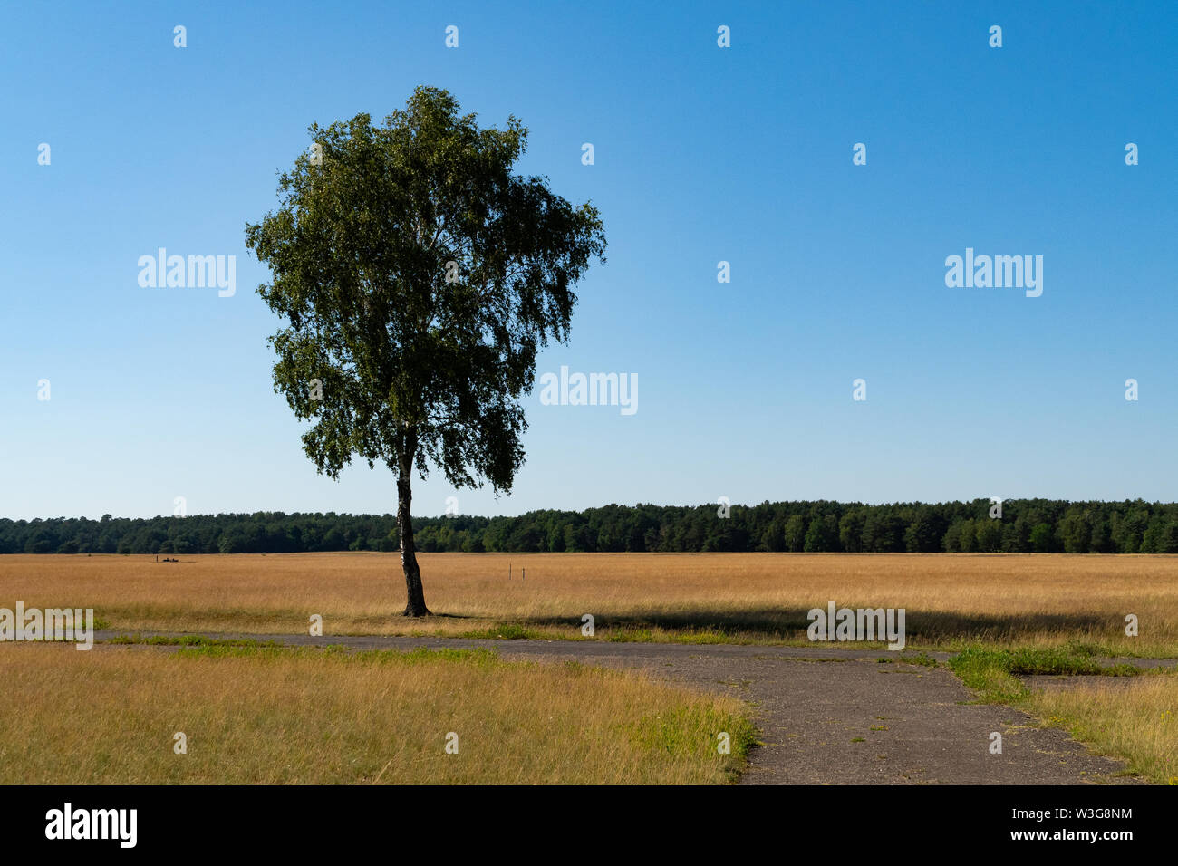 One lonely path and a lonely tree in the middle of a desert made of ...