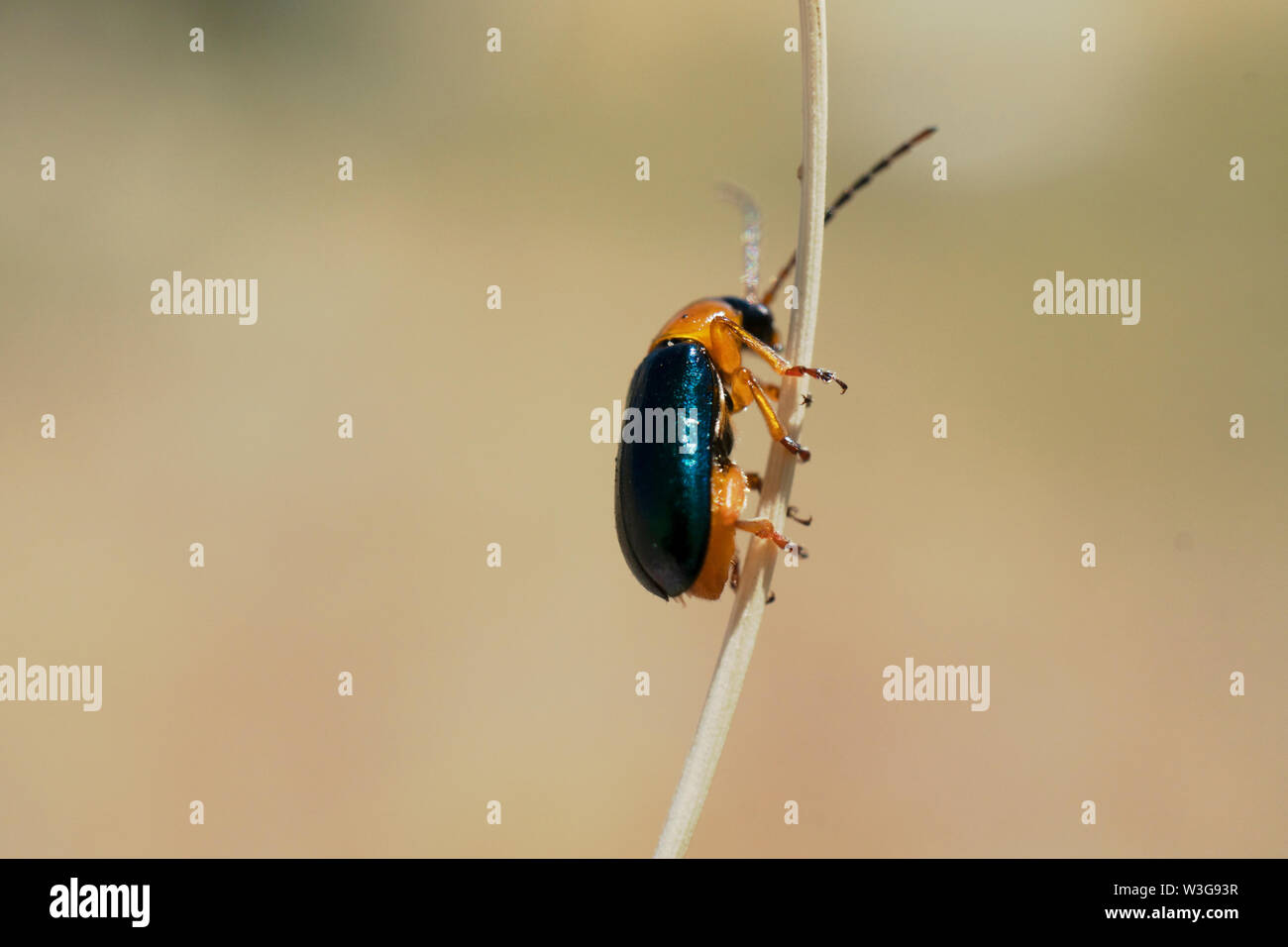 Poplar leaf beetle, Chrysomela populi Stock Photo - Alamy