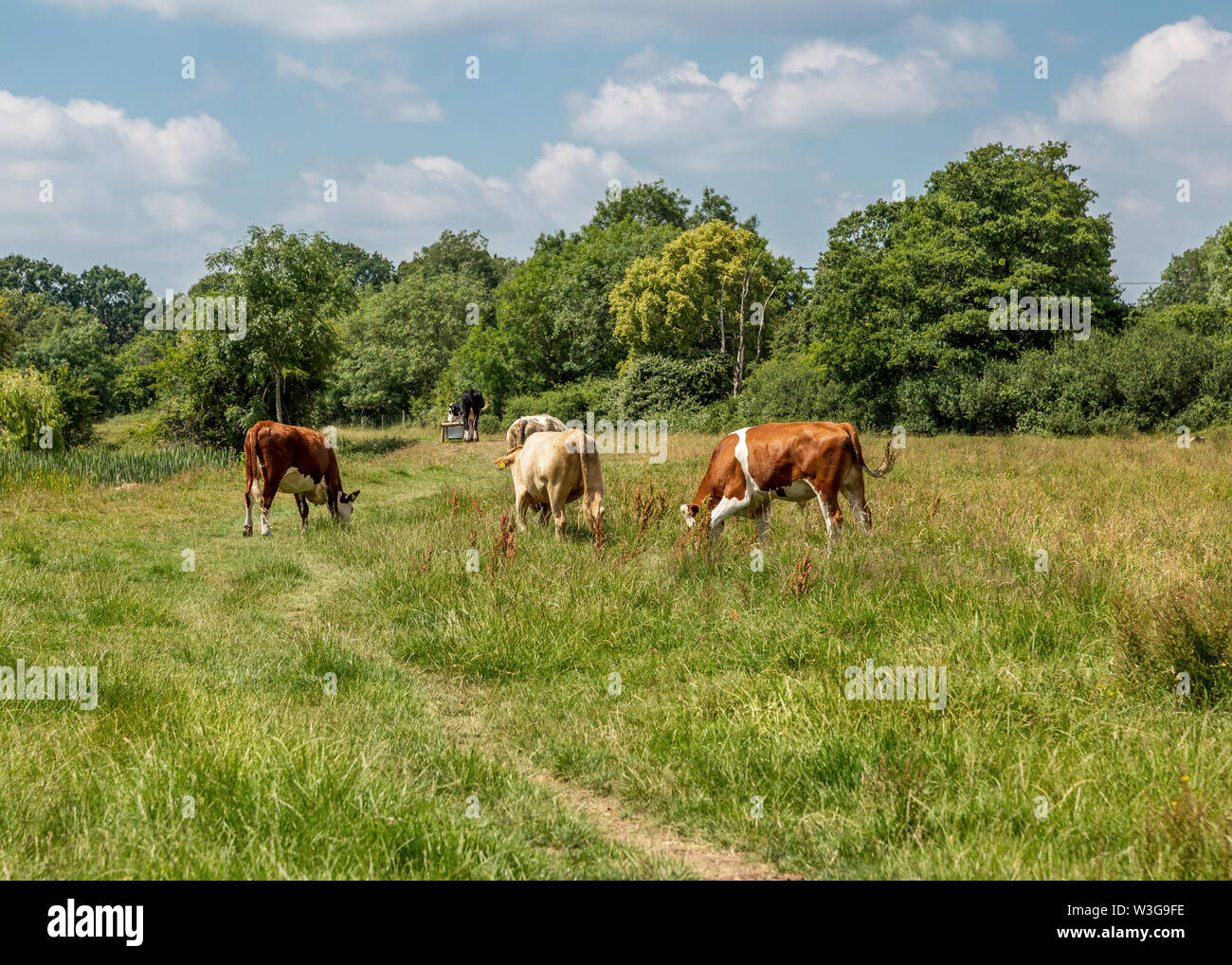 Nature reserve surrounding Forge Mill and Bordesley Abbey in Redditch ...