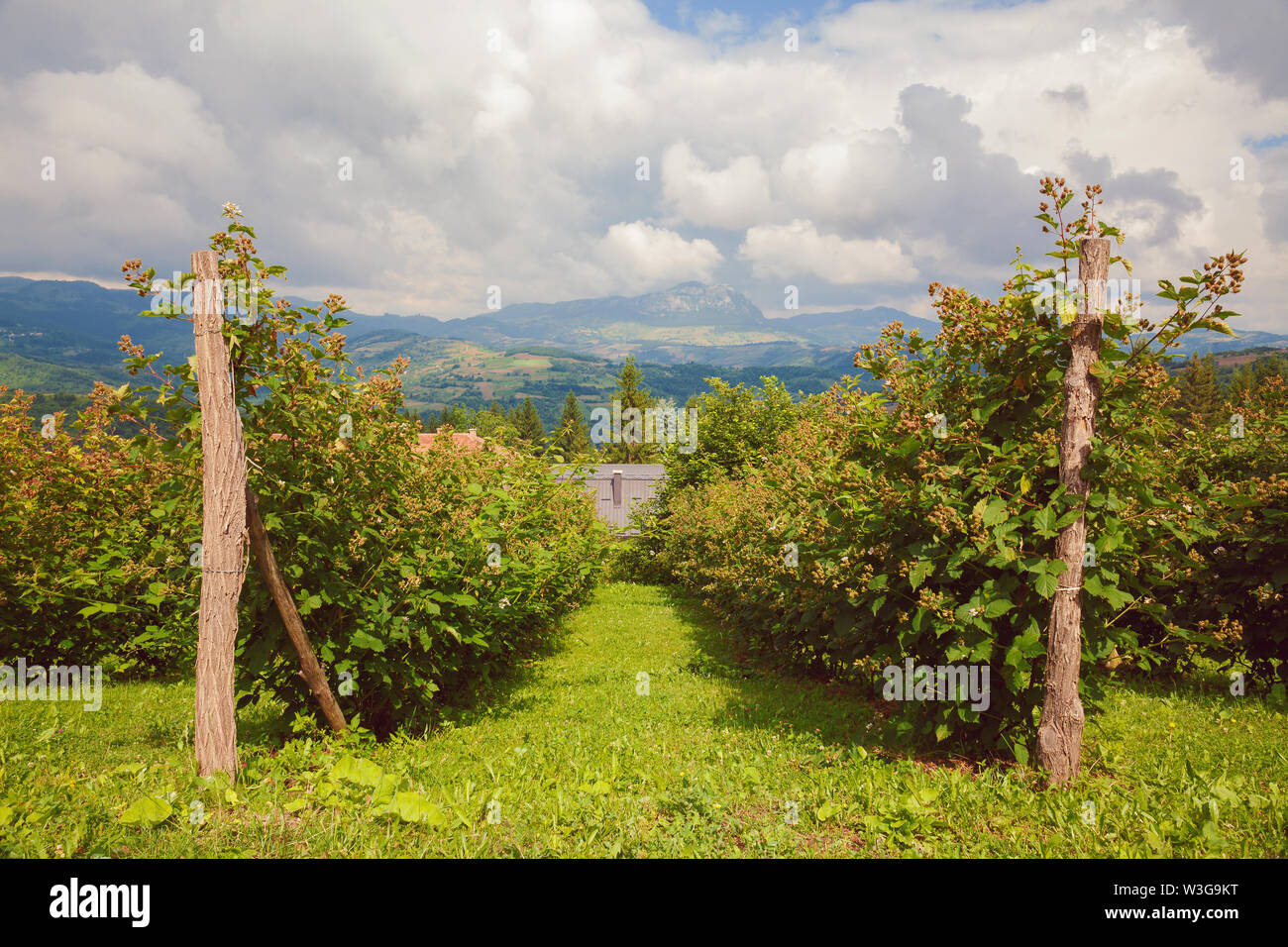 Landscape of raspberries fields, village lifestyle in Serbia during ...