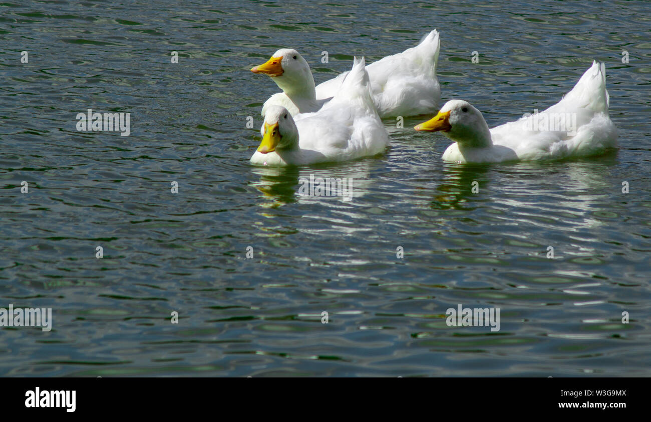 The aylesbury duck is a breed of domesticated duck hi-res stock ...