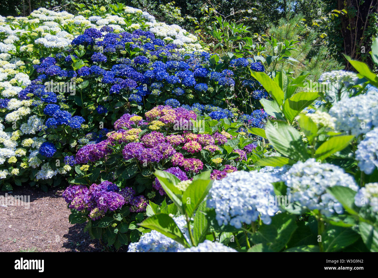 Blue purple hydrangeas in bloom hi-res stock photography and images - Alamy