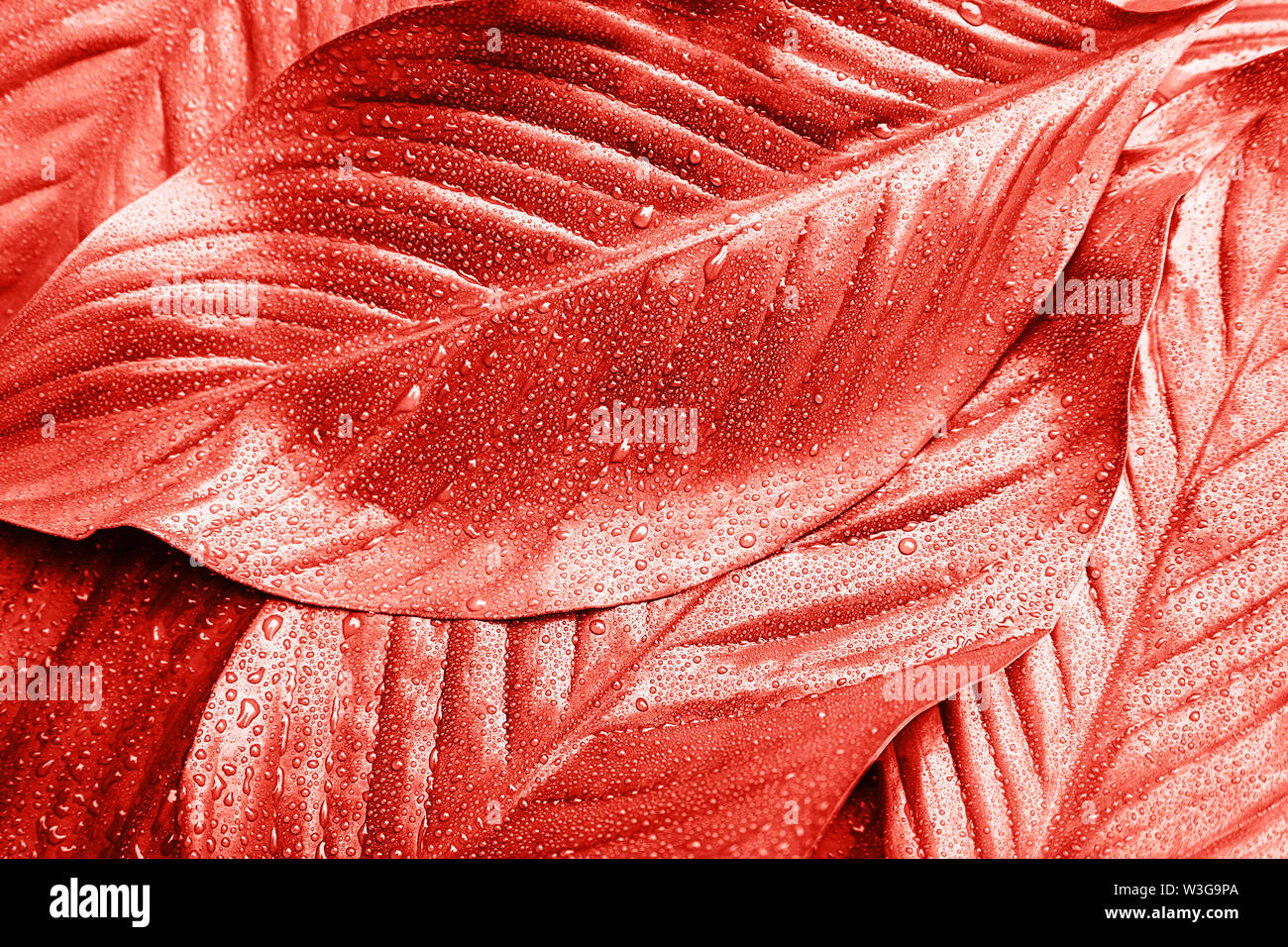 Pink coral background made of fresh leaves Stock Photo - Alamy