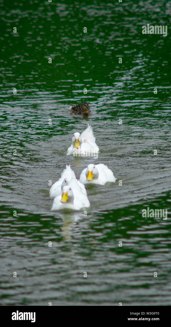 The aylesbury duck is a breed of domesticated duck hi-res stock ...