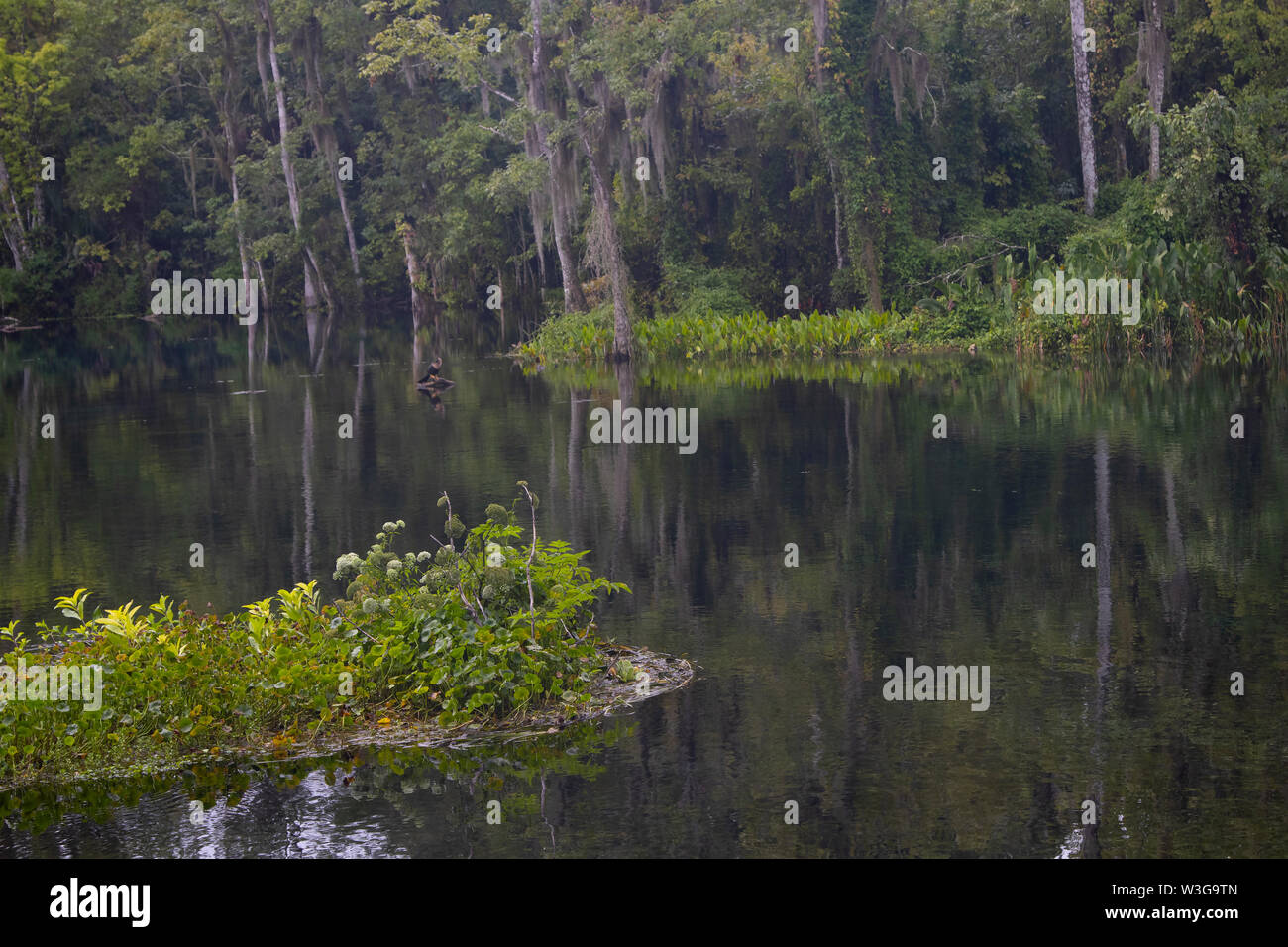 Silver River in Silver Springs State Park, Florida Stock Photo - Alamy