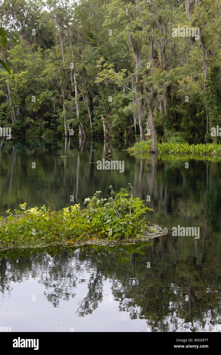 Silver River in Silver Springs State Park, Florida Stock Photo - Alamy