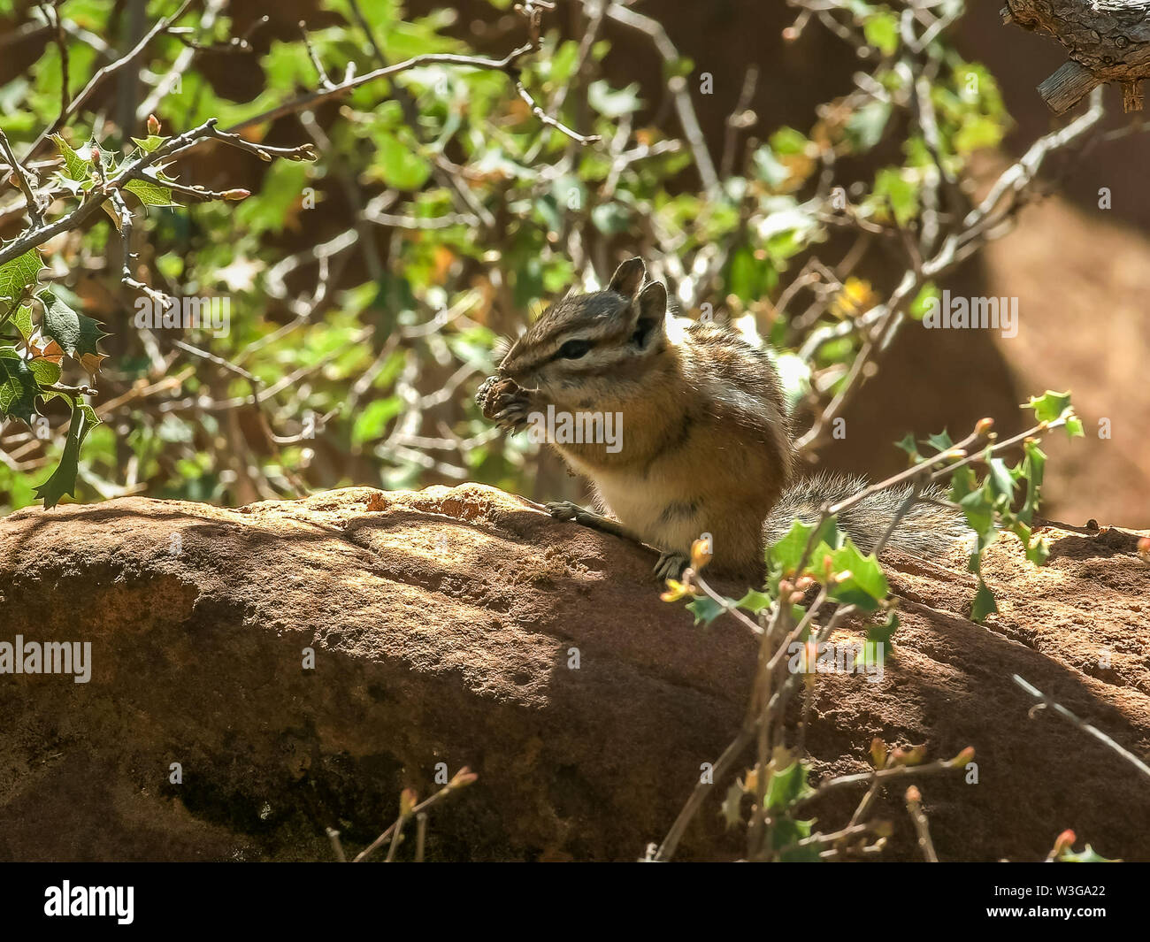 Zion fauna hi-res stock photography and images - Alamy