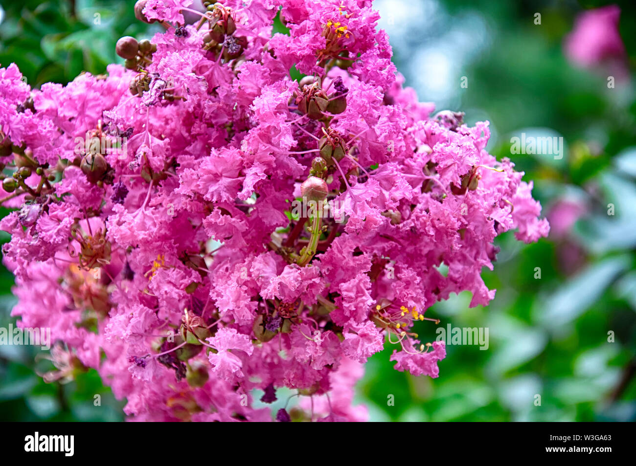 Flowering crepe myrtle trees or the latin name Lagerstroemia indica in ...