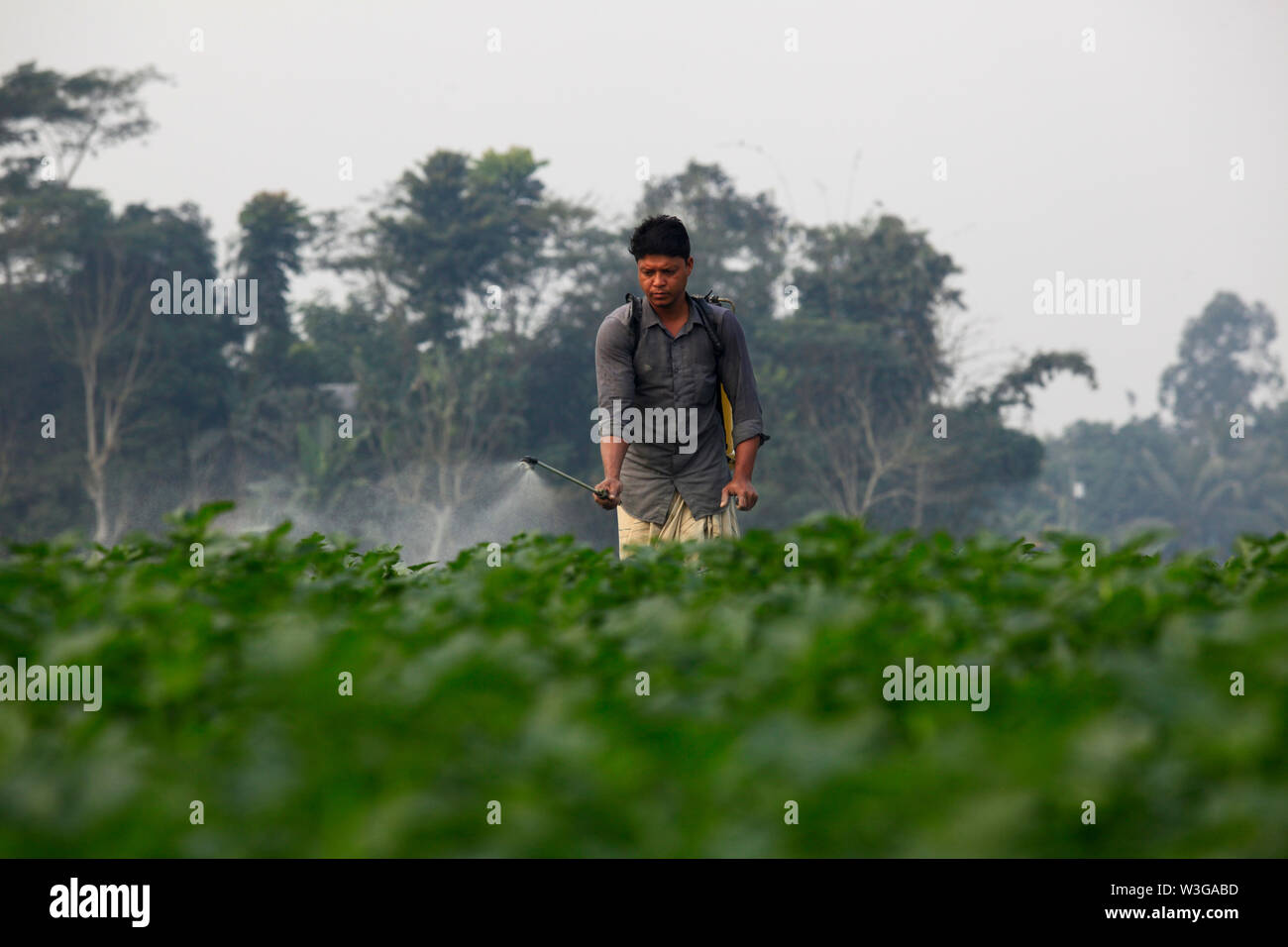 Bangladeshi farmer picture hi-res stock photography and images - Alamy