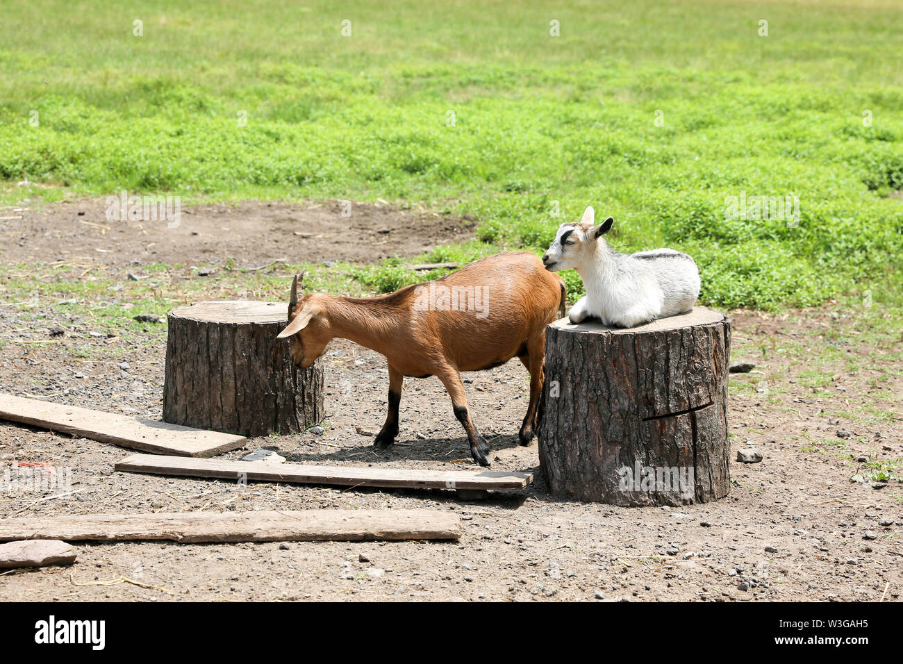 Udder goats hi-res stock photography and images - Alamy