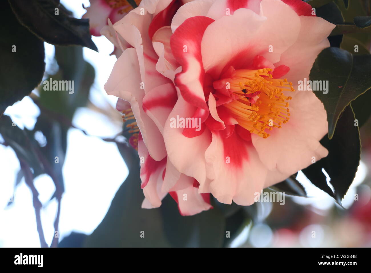 Close up on a red and white camellia flower in morning sun. Commonly ...