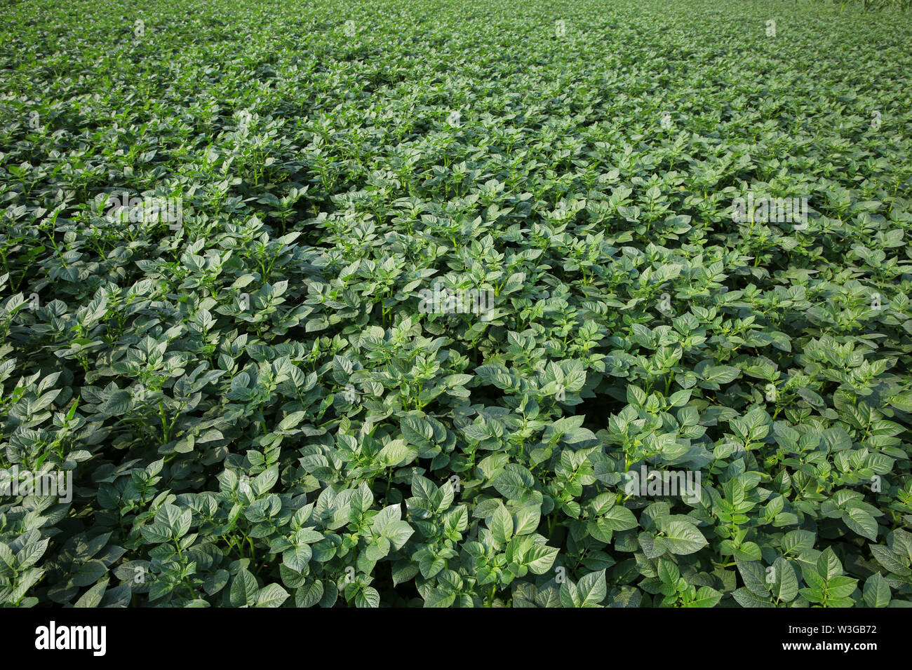 Potato cultivation in bangladesh hi-res stock photography and images ...