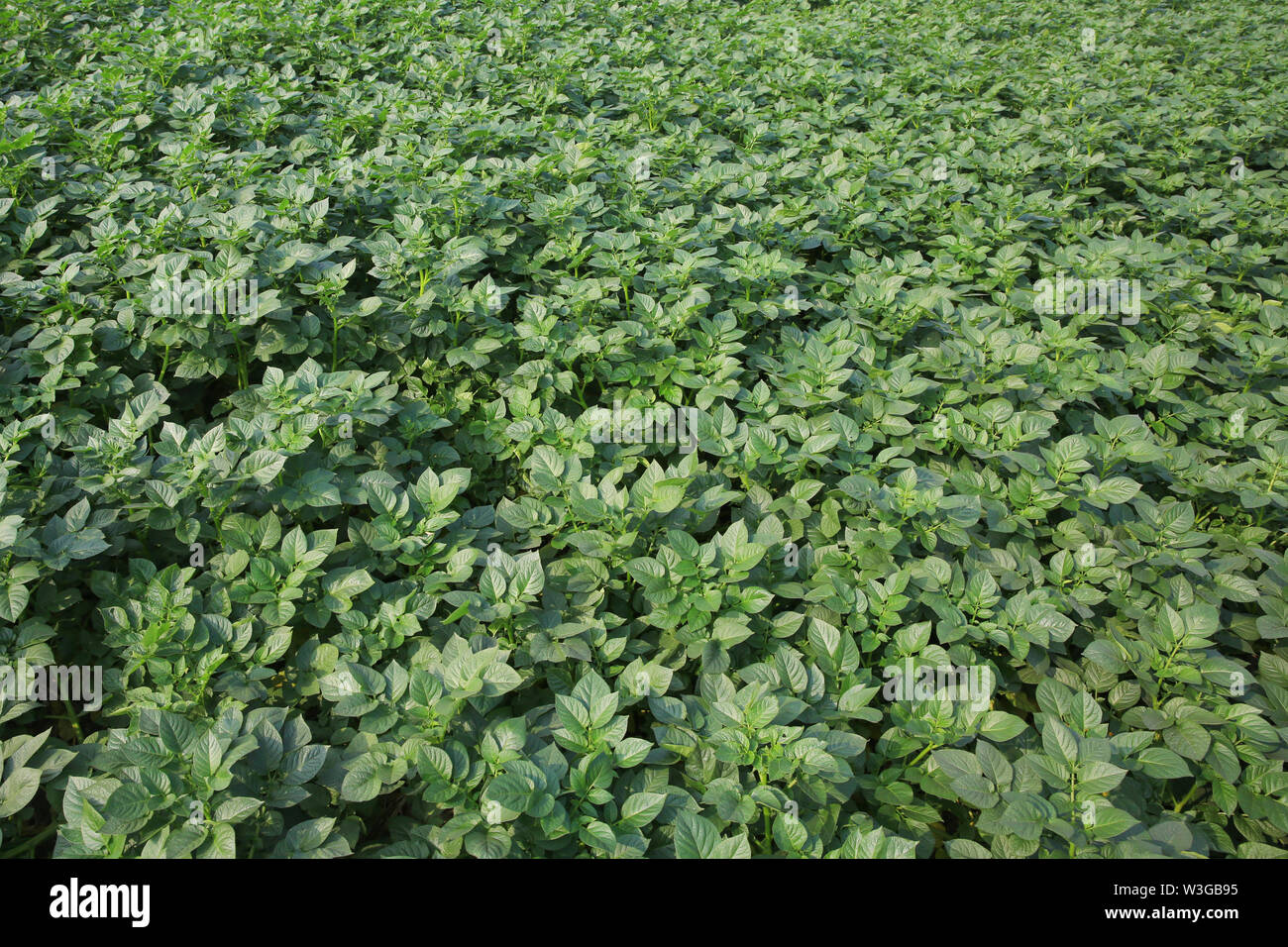 Potato cultivation in bangladesh hi-res stock photography and images ...