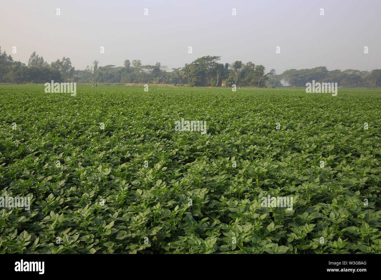 Potato cultivation in bangladesh hi-res stock photography and images ...