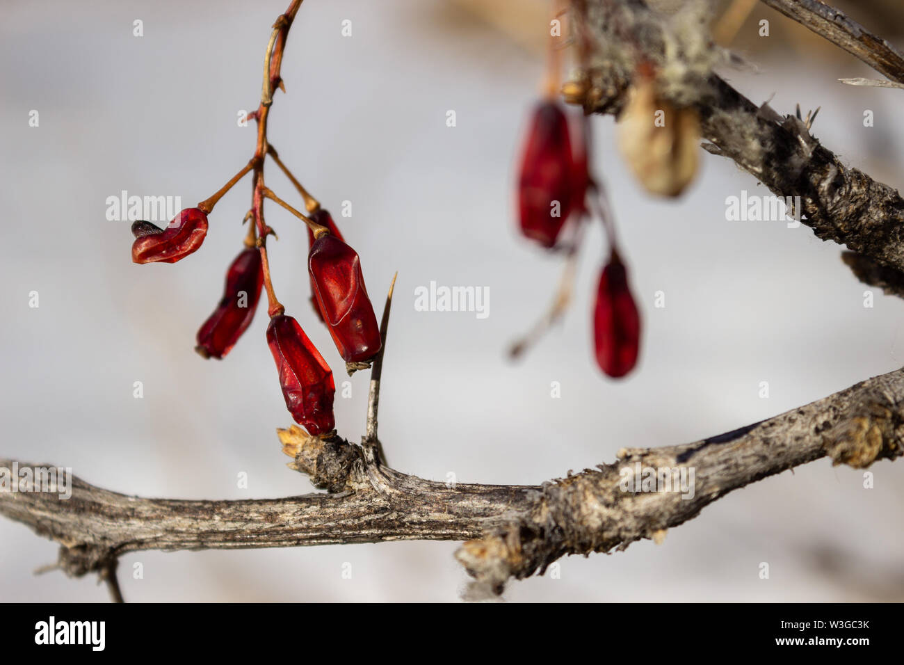 Winter scene of wild mountain flora. Withered berry of medicinal plant ...