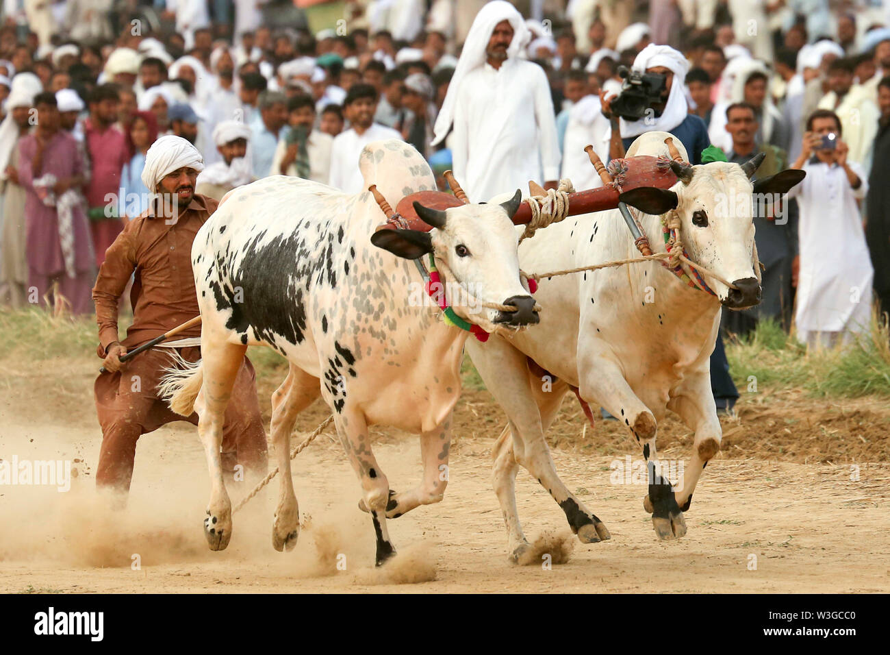 Hasar. 15th July, 2019. A Pakistani farmer tries to control his bulls ...