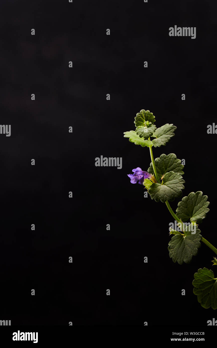 Creeping charlie hi-res stock photography and images - Alamy