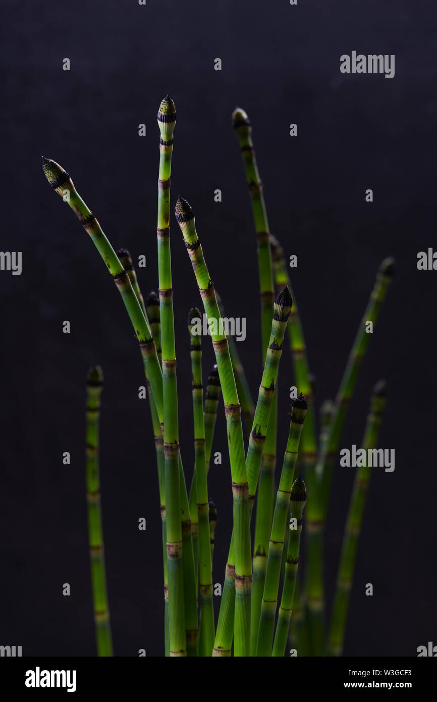 Rough horsetail equisetum hyemale hi-res stock photography and images ...