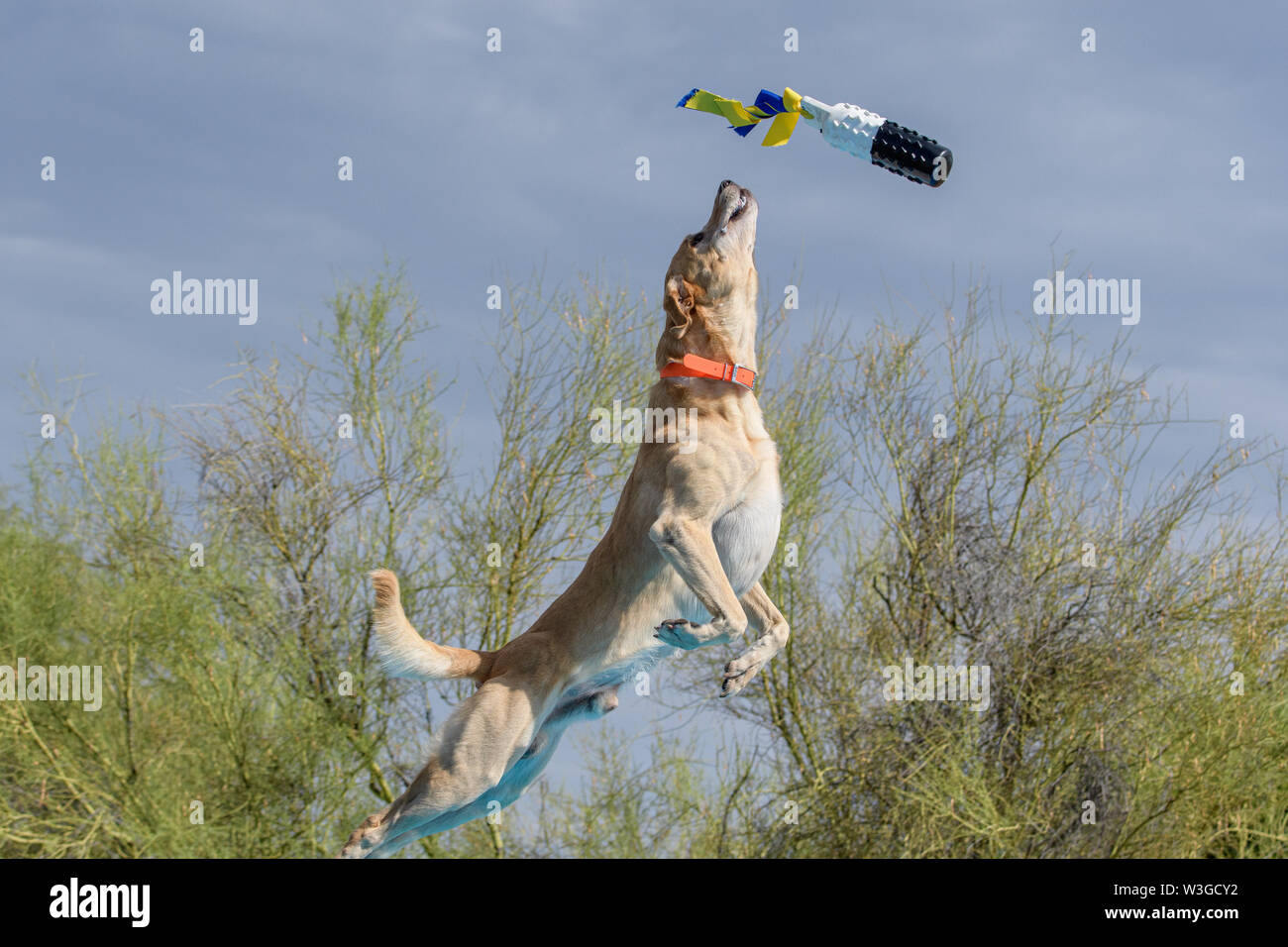 Yellow lab trying to catch a bumper toy while dock diving Stock Photo ...
