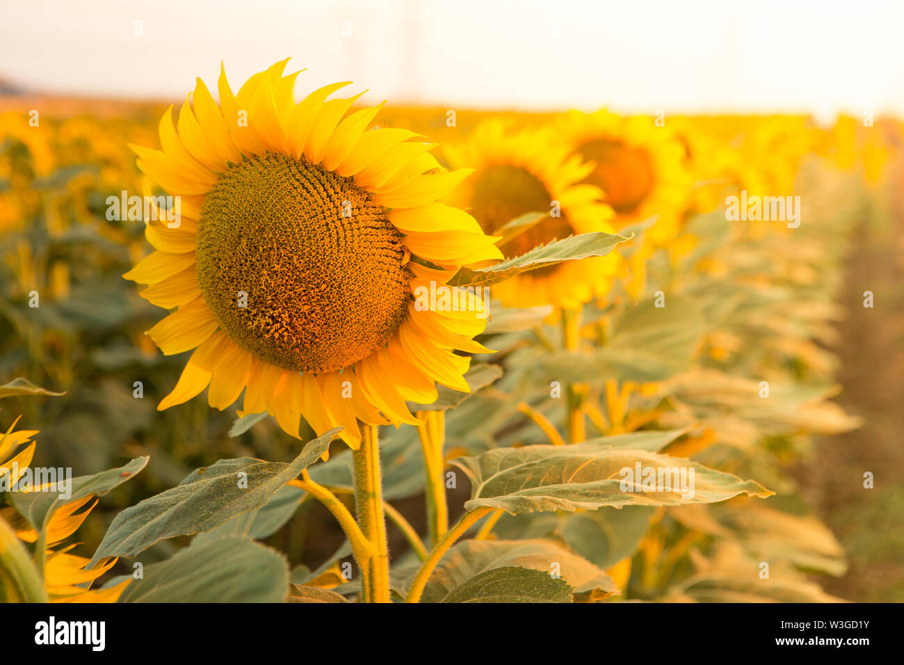 sunflower field and sunset, natural environment Stock Photo - Alamy
